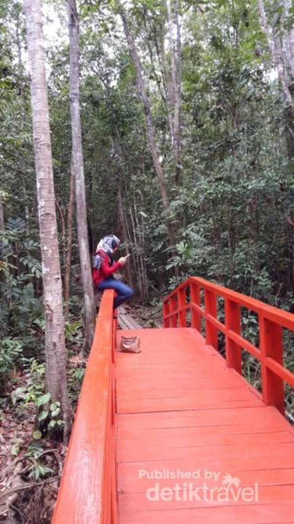 Lebih Dekat Dengan Alam di Hutan Pelawan, Bangka