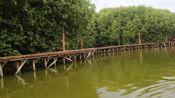 Mau Trekking di Mangrove Grand Maerokoco Semarang, Masuk Pak Eko!