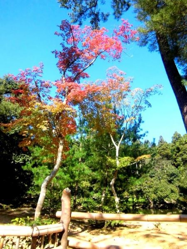 Melihat Pohon Berdaun Pink di Jepang