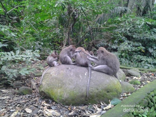 Melihat Tingkah Lucu Monyet di Ubud Monkey Forest