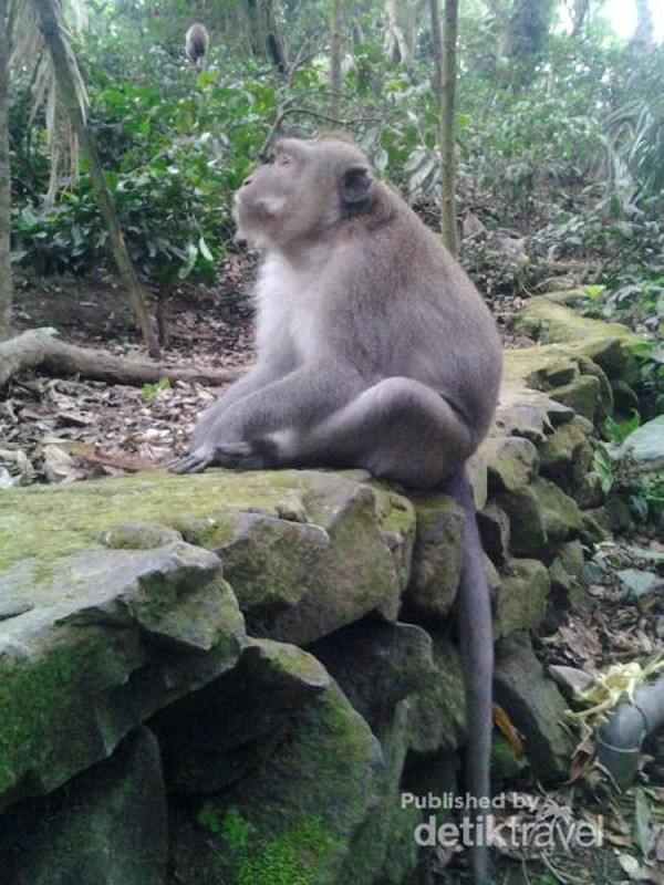 Melihat Tingkah Lucu Monyet di Ubud Monkey Forest