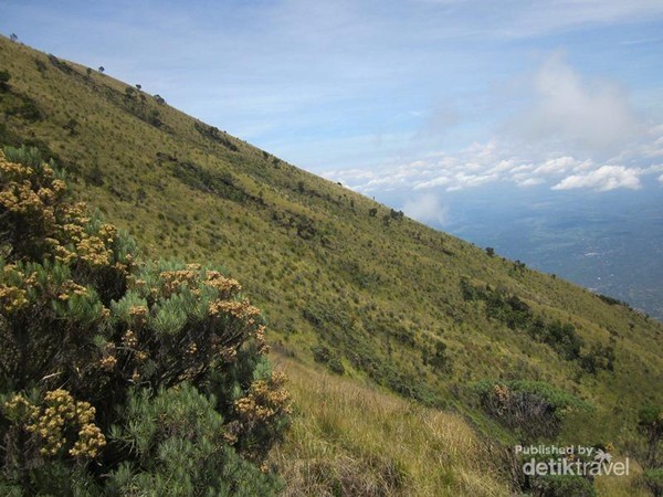 Mencari Bunga Abadi di Gunung Merbabu