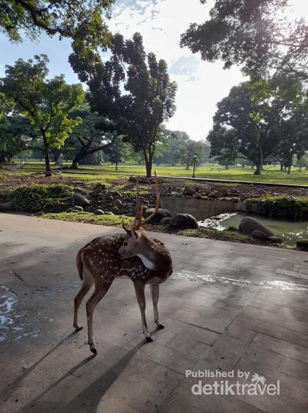 'Menyapa' Rusa di Istana Presiden Bogor