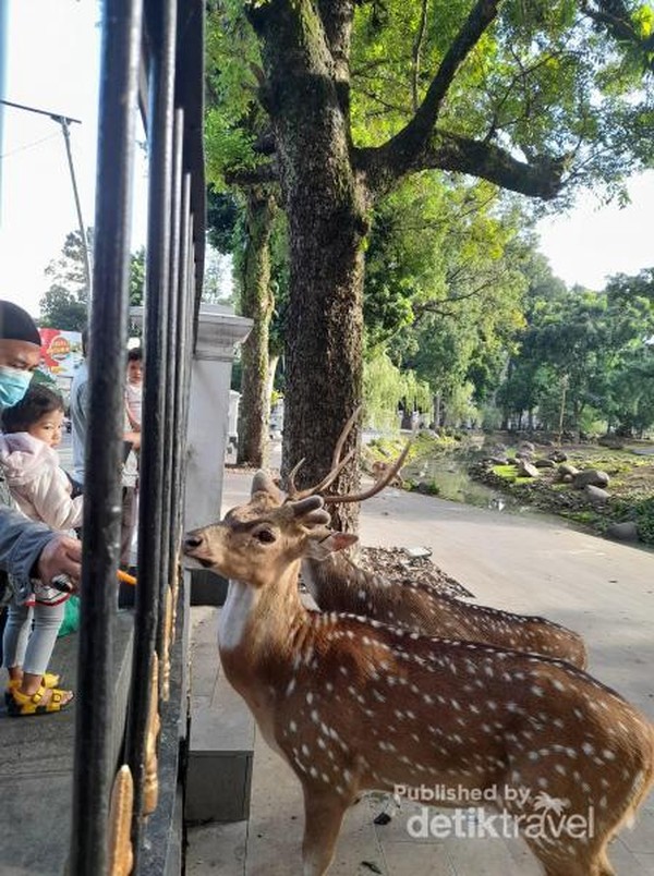 'Menyapa' Rusa di Istana Presiden Bogor