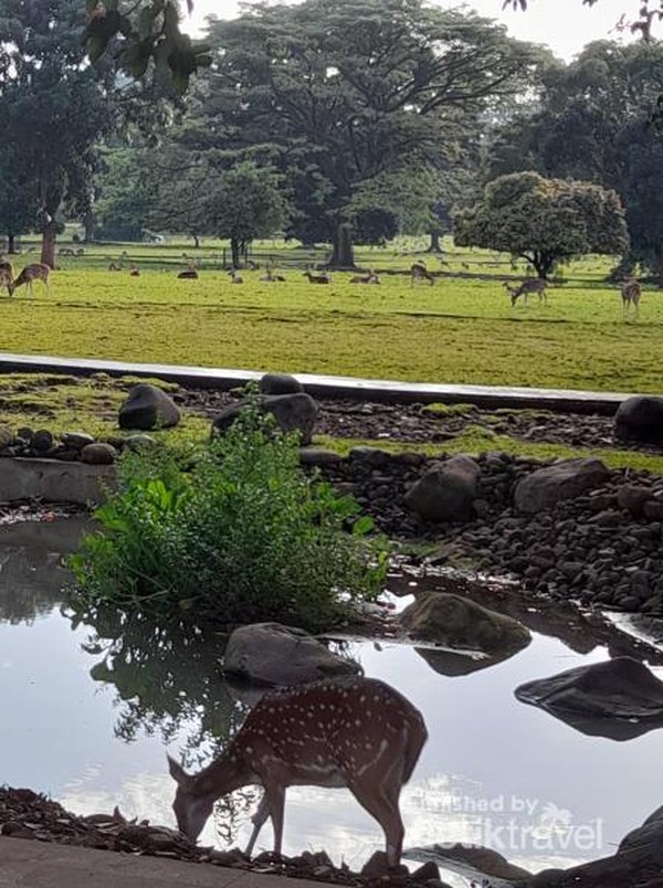 'Menyapa' Rusa di Istana Presiden Bogor