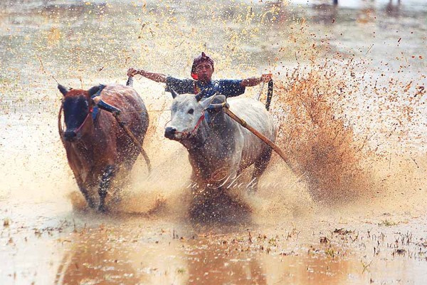 Pacu Jawi, Tradisi Karapan Sapi ala Ranah Minang
