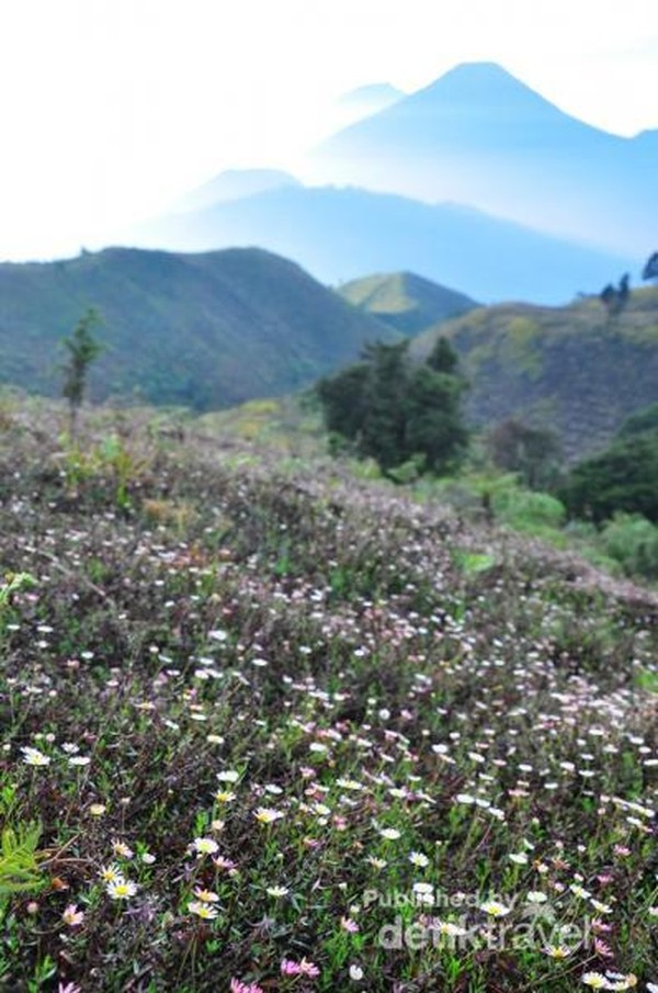 Pagi yang Romantis di Gunung Prau, Dieng