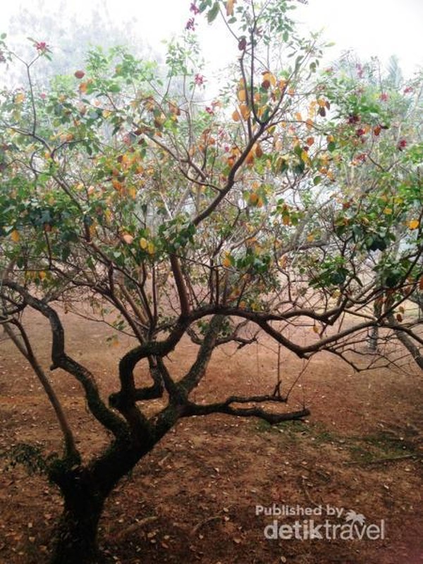 Pengalaman Traveling ke Palembang Saat Bencana Asap