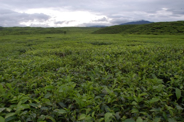 Perkebunan Teh Kayu Aro Taman Nasional Kerinci Seblat
