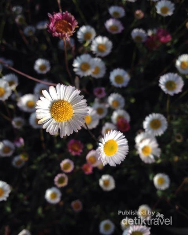 Pesona Dieng yang Selalu Bikin Kangen
