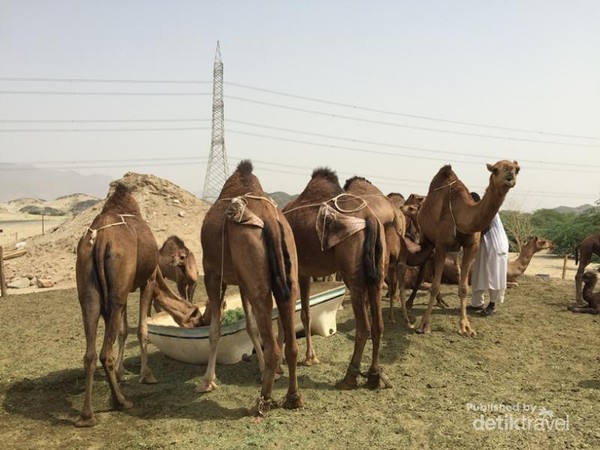 Peternakan Unta Padang Pasir di Makkah