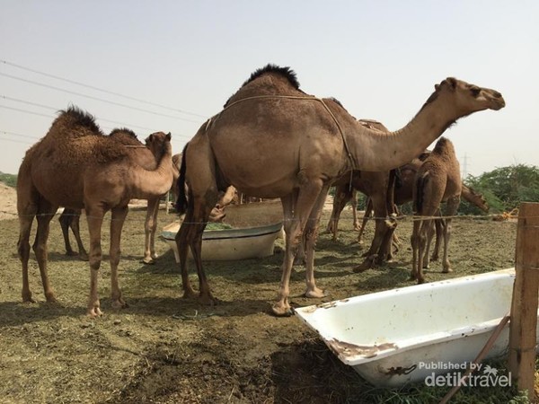 Peternakan Unta Padang Pasir di Makkah