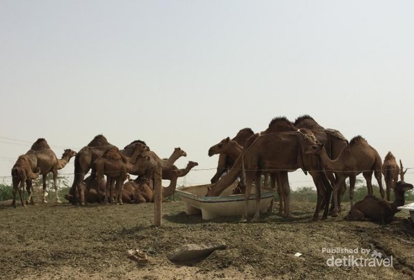 Peternakan Unta Padang Pasir di Makkah