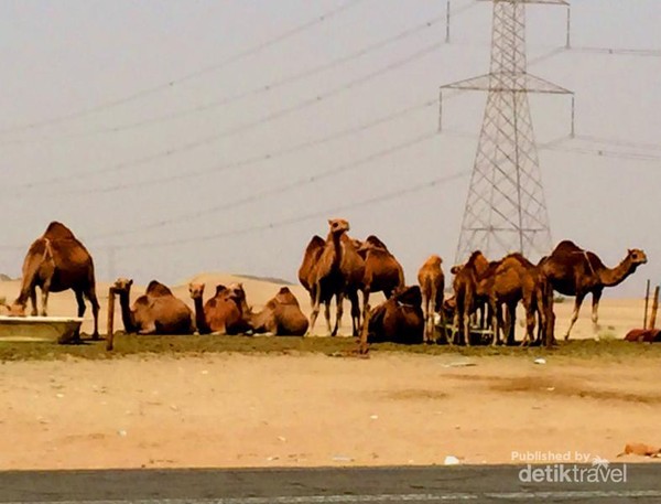 Peternakan Unta Padang Pasir di Makkah