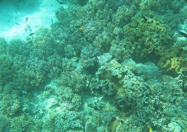 Pink Beach, Pantai Pasir Merah Muda Favorit Turis Dunia