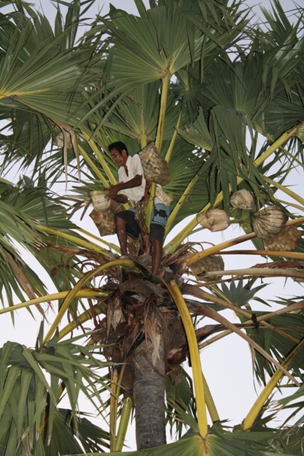 Pohon Lontar, Pohon Kehidupan di Pulau Rote