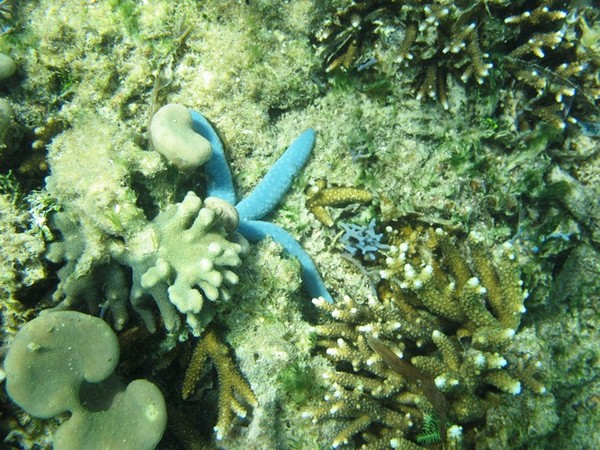Pulau Matan, Satu Lagi Surga Diving di Papua Barat