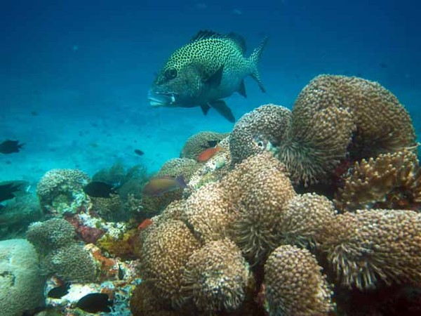 Rumah Idaman Para Ikan, Raja Ampat
