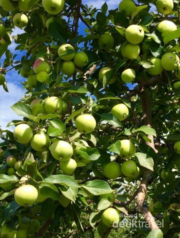 Sensasi Panen Apel di Quebec, Kanada