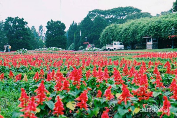 Serasa di Eropa, Padahal di Taman Bunga Nusantara