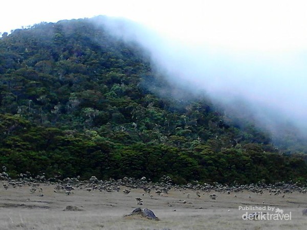 Sudut Cantik Alun-alun Surya Kencana di Gunung Gede