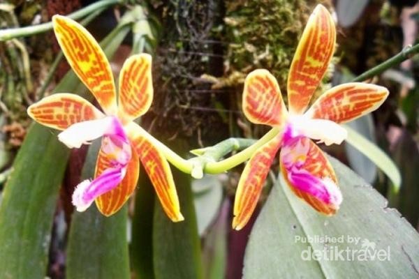 Taman Bunga Cihideung, Si Cantik dari Bandung