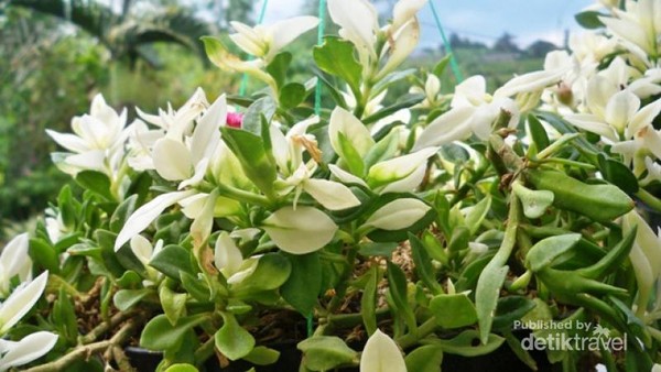 Taman Bunga Cihideung, Si Cantik dari Bandung