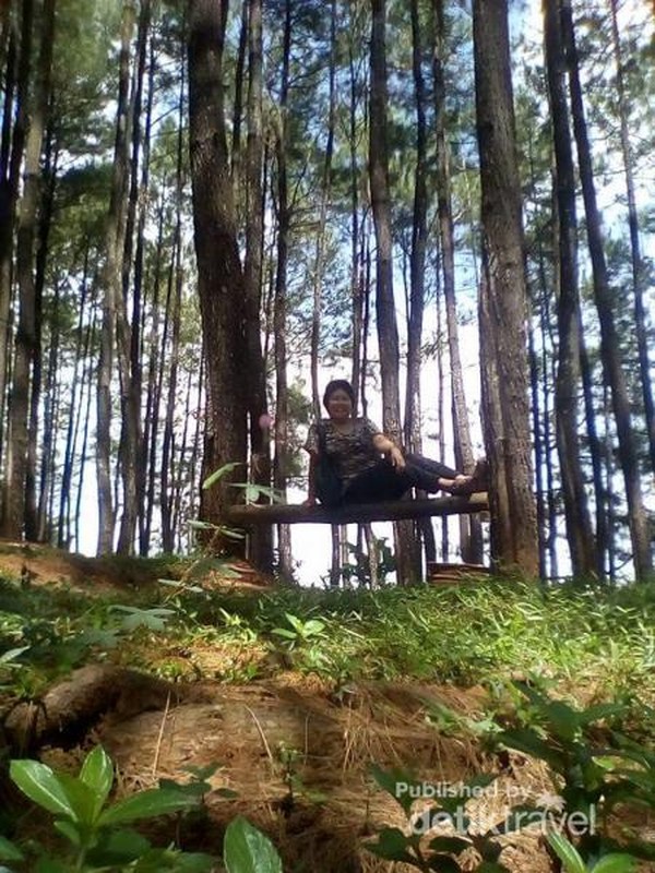 Terpesona Hamparan Pinus di Puncak Becici Yogyakarta