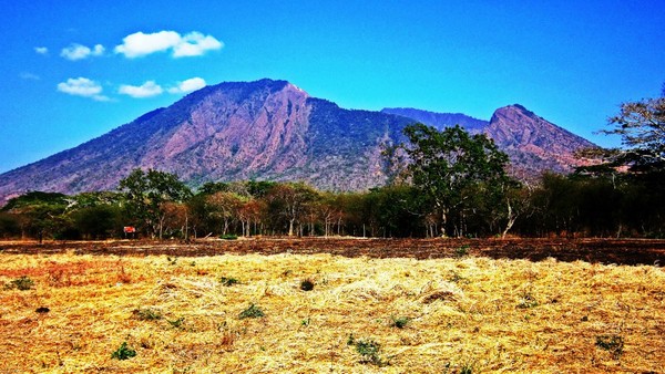 Terpesona Kecantikan Afrika van Java