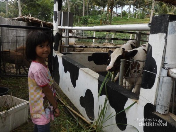 Wisata Edukasi Beri Makan Sapi di Cimory Semarang