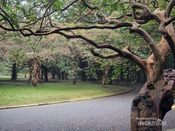 Yoyogi Park, Taman Indah Untuk Santai Sore di Tokyo