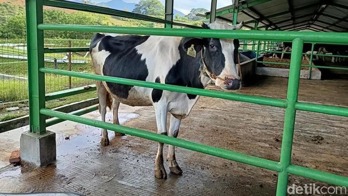 Foto: Memerah Susu Sapi dan Menikmati Strawberry di Moosa Edufarm