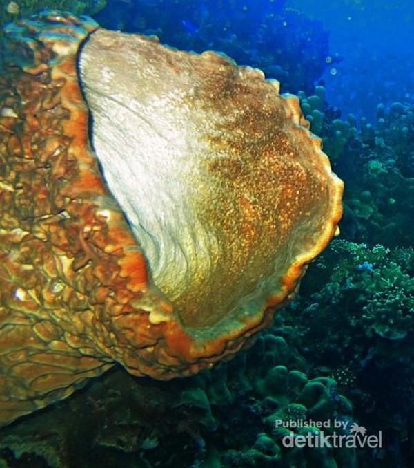 Begini Cantiknya Isi Laut Gorontalo yang Jarang Orang Tahu