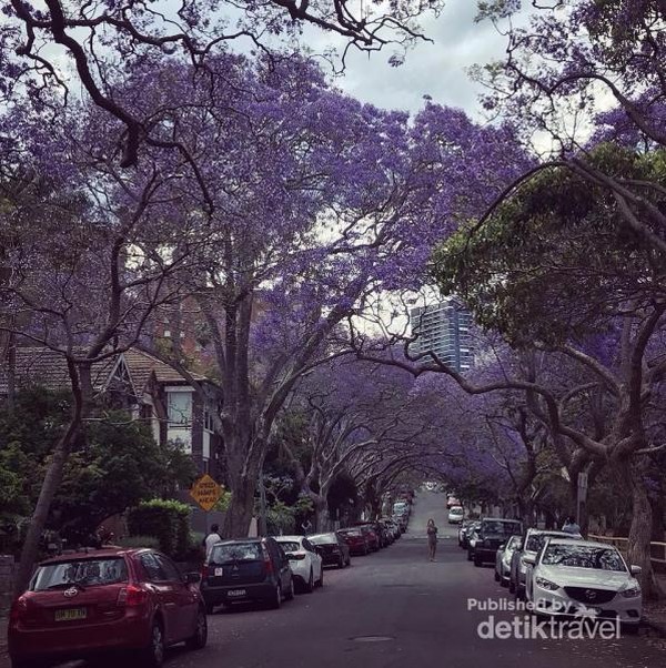 Begini Cantiknya Musim Semi di Sydney