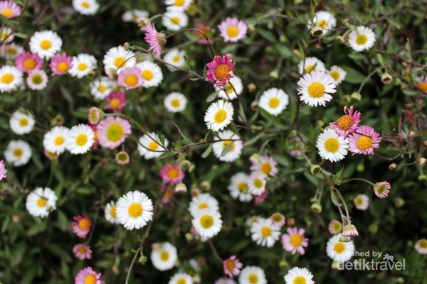 Berbagai Sisi Fotogenik Gunung Prau