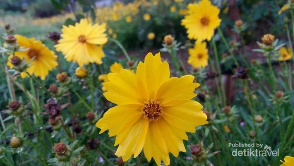 Bukan di Puncak, Ini Taman Bunga di Malino