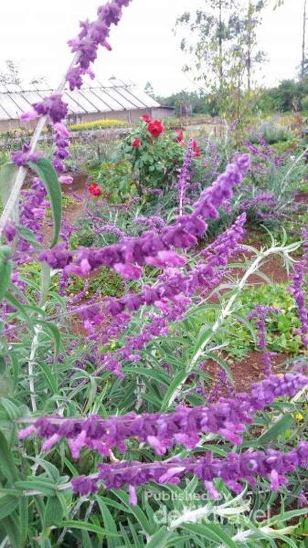 Bukan di Puncak, Ini Taman Bunga di Malino