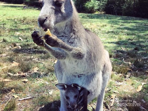 Di Taman Ini, Kamu Bisa Selfie Bareng Kanguru