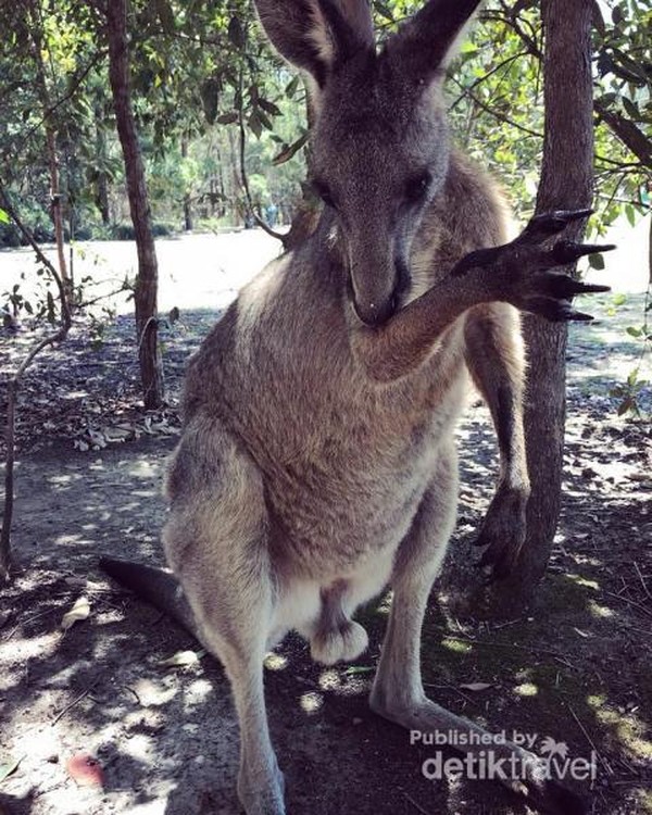 Di Taman Ini, Kamu Bisa Selfie Bareng Kanguru