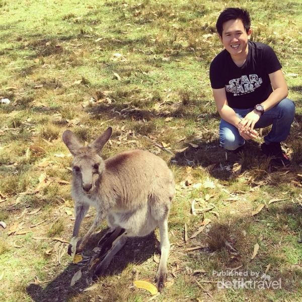 Di Taman Ini, Kamu Bisa Selfie Bareng Kanguru