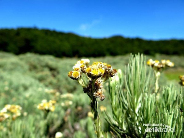 Edelweiss, Si Kembang Abadi dari Papandayan