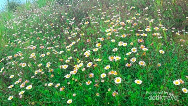 Foto: Keindahan Dieng, Negeri di Atas Awan