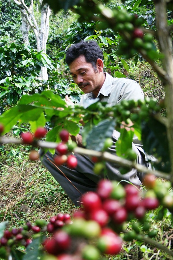 Gayo, Kopi Legit dan Desa yang Eksotis di Aceh