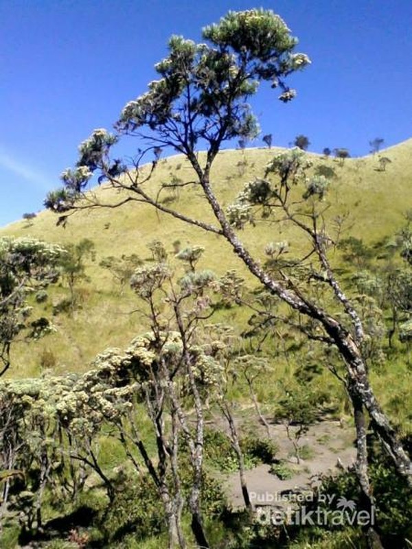 Gunung Merbabu, Pesona Kecantikan Abadi