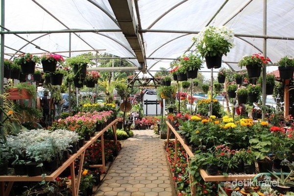 Long Weekend ke Lembang, Ada Kebun Bunga yang Cantik