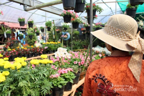 Long Weekend ke Lembang, Ada Kebun Bunga yang Cantik