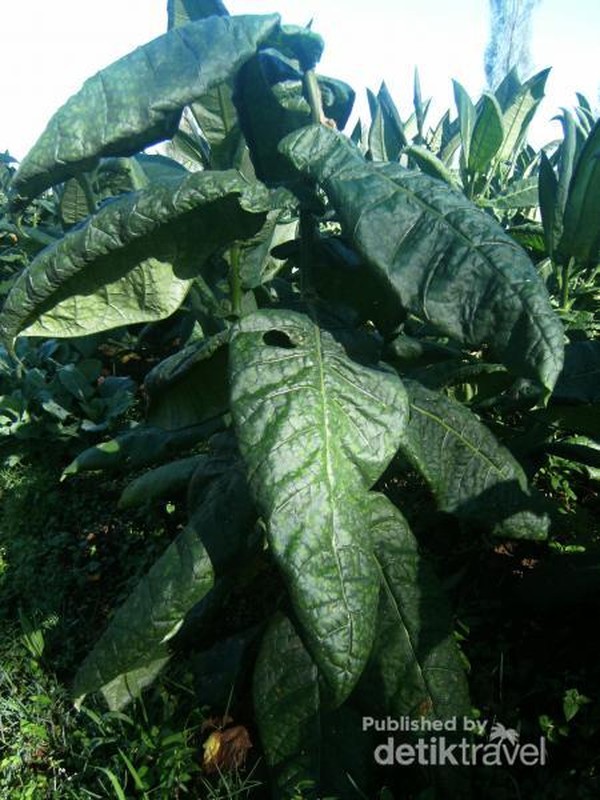 Menelusuri Ladang Tembakau di Lereng Gunung Sumbing, Jawa Tengah
