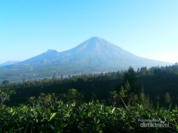 Menelusuri Ladang Tembakau di Lereng Gunung Sumbing, Jawa Tengah