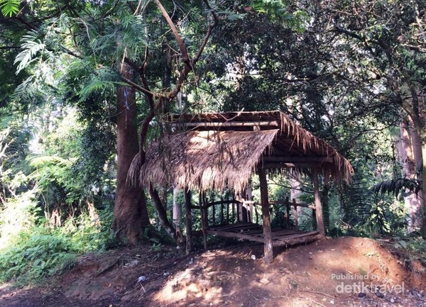 Menjelajahi Hutan Taman Nasional Gunung Gede Pangrango