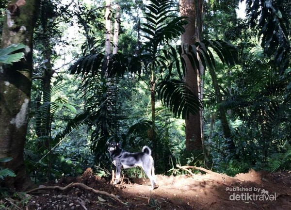 Menjelajahi Hutan Taman Nasional Gunung Gede Pangrango